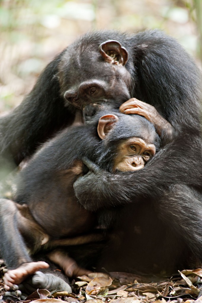 I fell in love with a Chimp - Review of Disneynature's Chimpanzee